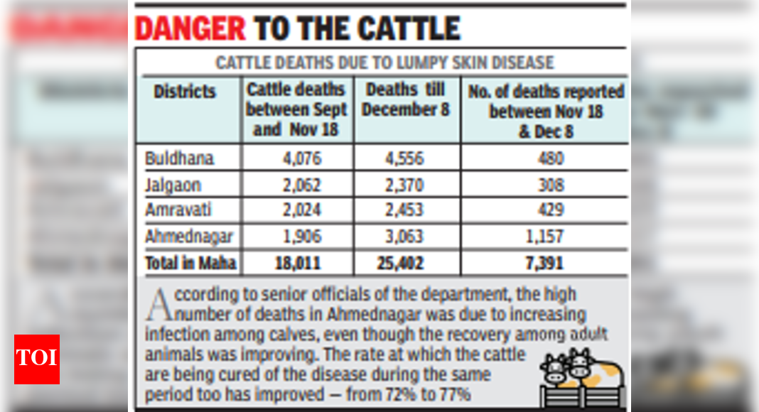 Ahmednagar: Cattle death toll due to lumpy skin disease rises 61% in ...