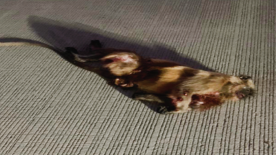 Hours after Samruddhi opening, monkey crushed to death near Pulgaon ...