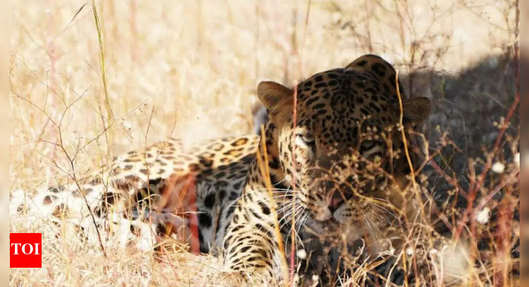 Leopard spotted napping on highway side rescued in Maharashtra's ...