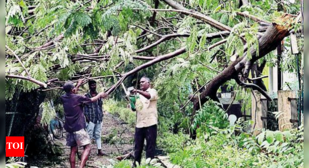 Over 1,000 Chennai trees felled by Mandous | Chennai News - Times of India