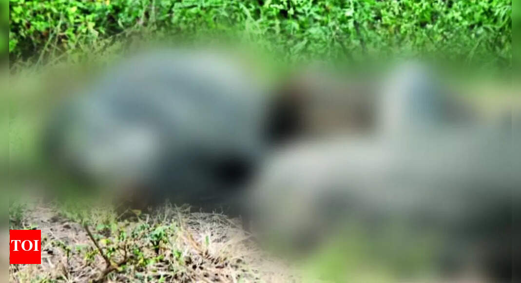 Deaths of six wild boars spark African swine fever scare at Karnataka's ...