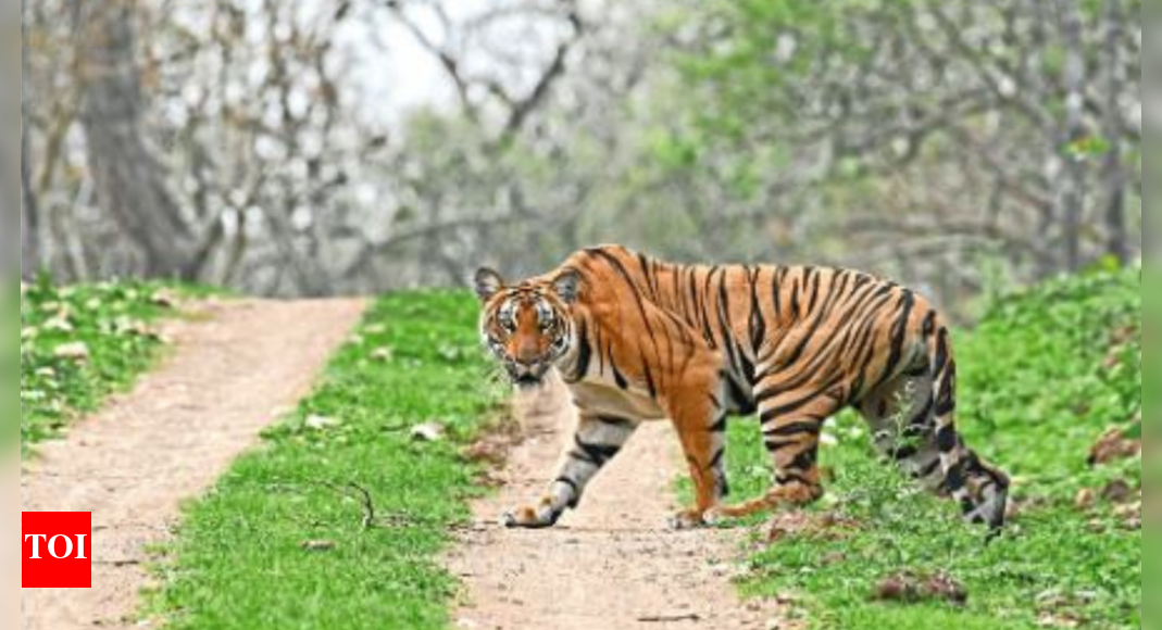 Karnataka's Kali Tiger Reserve awaits full-time veterinarian since two ...