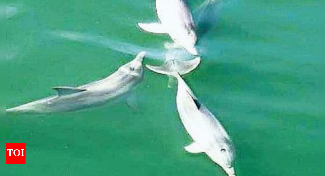 Dolphin: First survey to count dolphin off Gujarat coast begins near ...