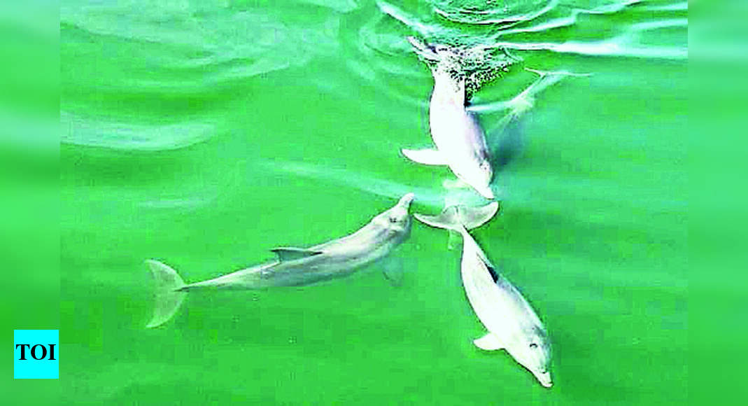 Dolphin: First Dolphin Survey Kicks Off Near Dwarka | Rajkot News ...