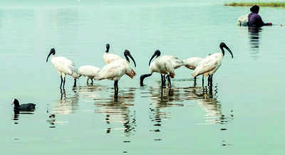 Rankala: Extended Monsoon Delays Arrival Of Many Migratory Birds At ...