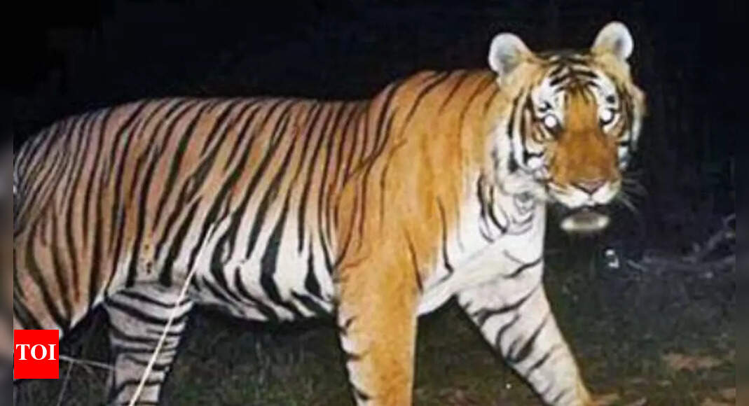 Ballur Hundi: Farmer Survives Tiger Attack | Mysuru News - Times of India