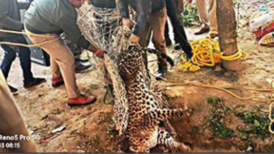 Baghpat: Leopard rescued from well after 38 hours in Uttar Pradesh's ...