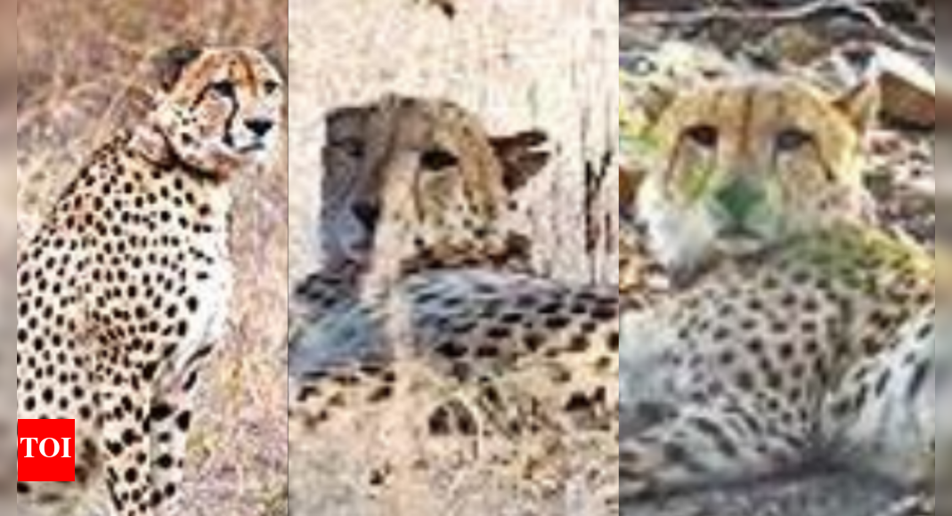 Kuno: Project Cheetah at Kuno warms up for born-in-India stage | Bhopal ...