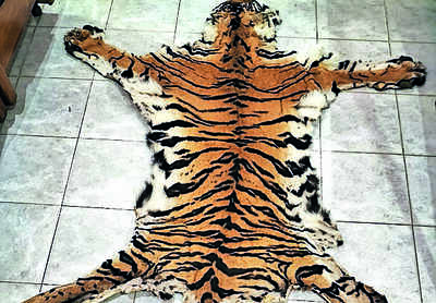 Tiger Skin Found In Similipal Buffer Zone | Bhubaneswar News - Times of ...