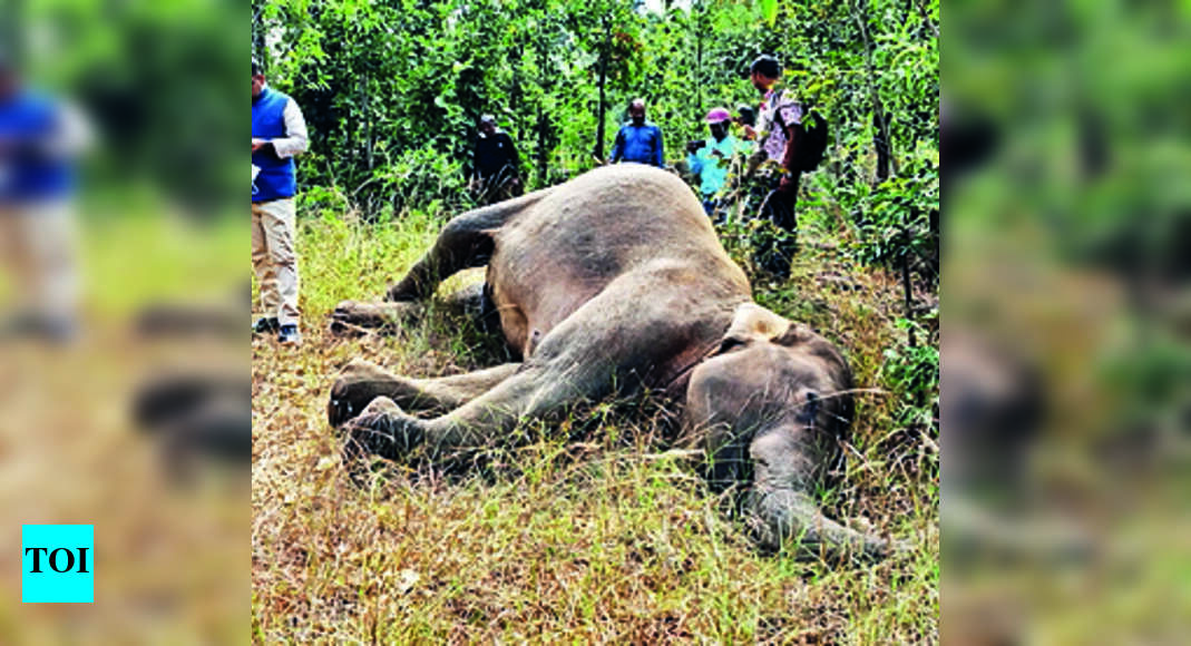 3 Suspended Forest Staff Held For Burning Elephant Carcass ...