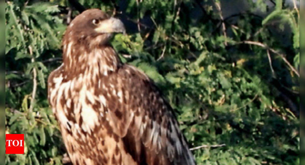 White-tailed Eagle, Coastal Migratory Bird, Makes A Rare Stop At ...
