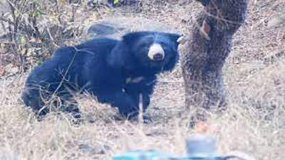 Four Injured In Sloth Bear Attack In Dahod | Vadodara News - Times of India