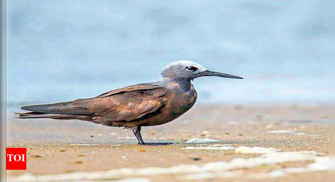 Chennai Cyclone News: Cyclone winds bring sea birds deep inland in ...