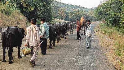 First Pastoral Community Census To Kick Off In 2023 | Rajkot News ...