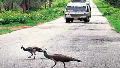 Karnataka: Karnataka mulls extending night traffic ban on NH-766 ...