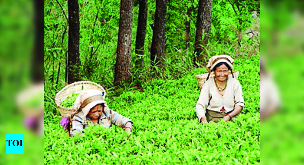 Luxmi Estates: Makaibari Tea Owner Eyes 100cr From Global Retail Biz ...