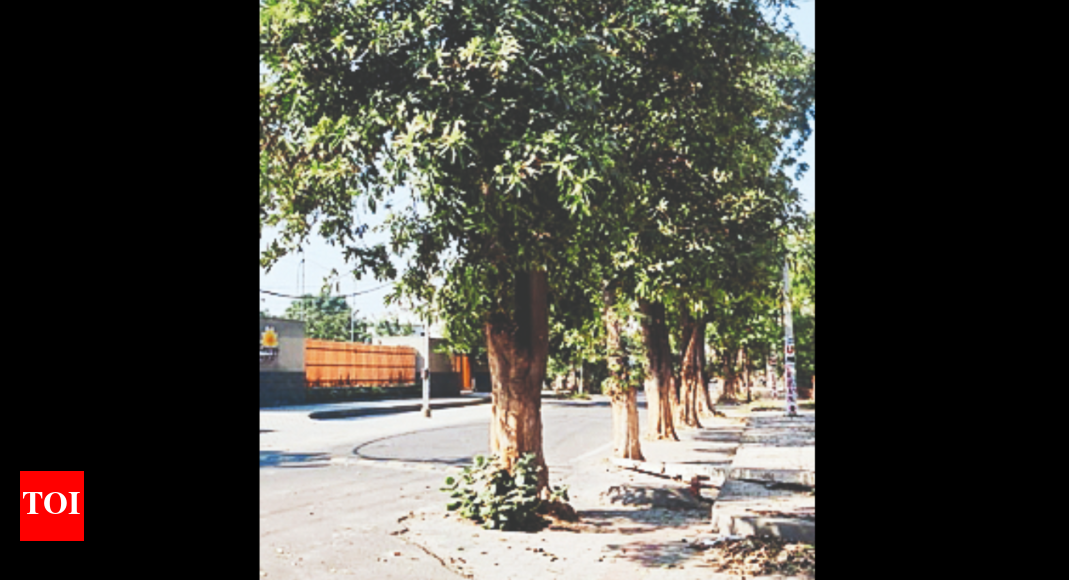 Concrete Base Around Trees: Court Raps Mc, Sets 3-month Deadline ...