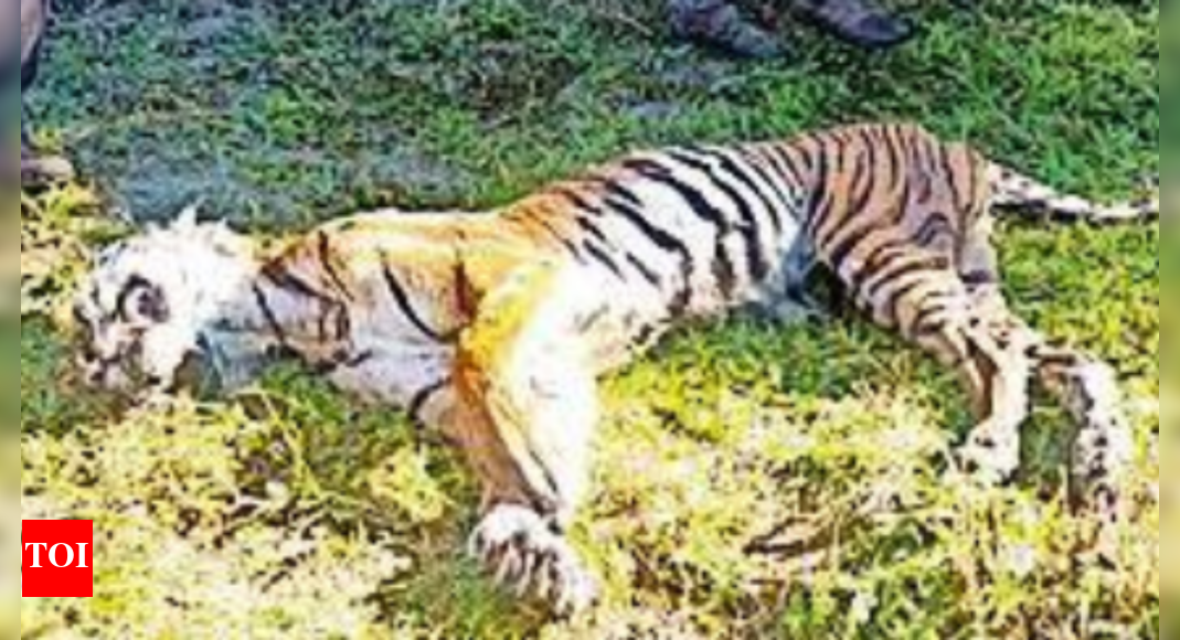 Female Tiger Found Dead In Mudumalai | Coimbatore News - Times of India