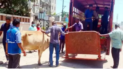Chennai Corporation seizes 359 cattle | Chennai News - Times of India