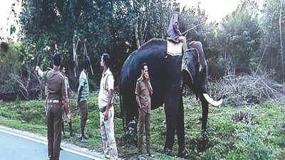 Sathyamangalam: Two Kumkis To Drive Rogue Elephant Back Into Forest | Coimbatore News - Times of ...