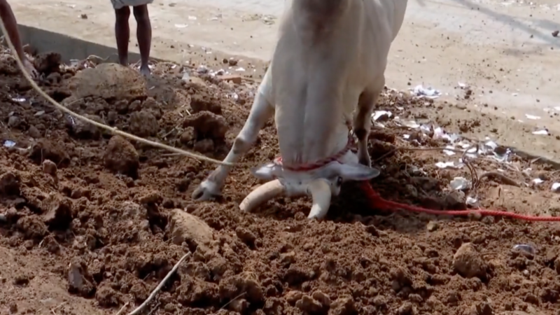 TN: Bulls trained by youth in Madurai ahead of Pongal festival