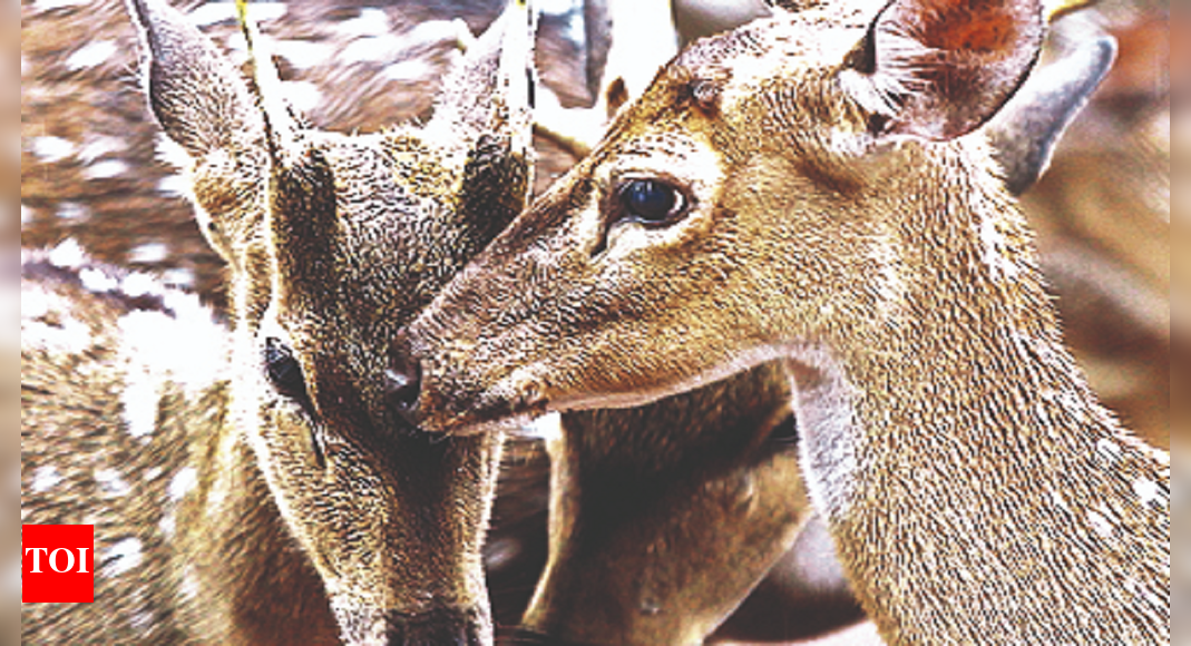 Kodanad: Forest Dept Begins Translocating Of Deer From Kodanad Tourism ...