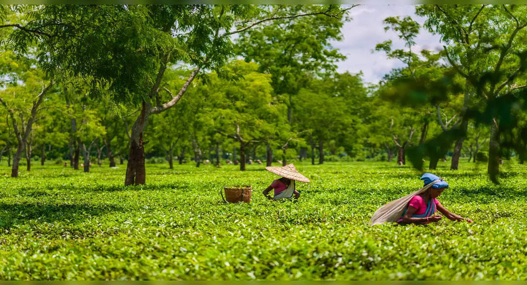 Experience the best of Assamese culture at Dehing Patkai Festival ...