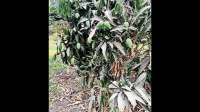 Kesar, hafoos face December heat; arrival to be late | Surat News ...