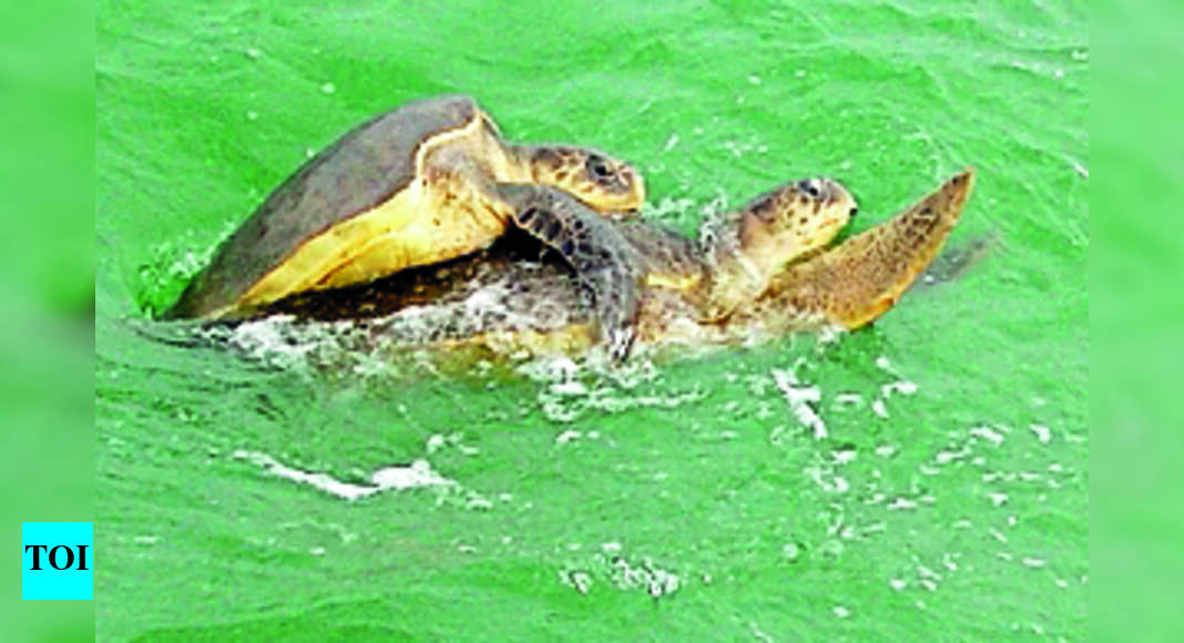 Turtles: Turtles Start Mating Off Ganjam Coast | Bhubaneswar News ...