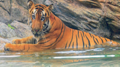 Madhya Pradesh: Tigers from Madhya Pradesh to be released in Achanakmar ...