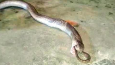 Snake catcher rescues cobra, only to see it vomit another cobra in ...