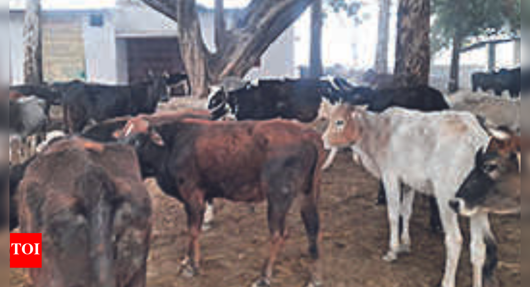 In Uttar Pradesh, villagers lock up stray cattle in school, students go ...