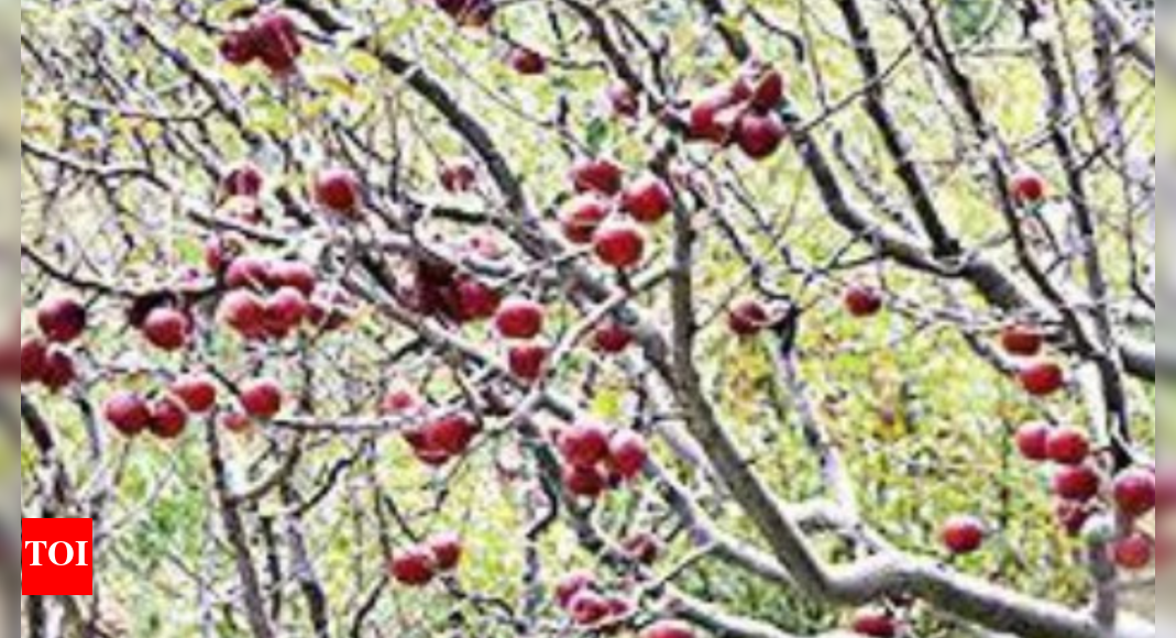 In Himalayan apple belt, farmers wait for snow | Dehradun News - Times ...
