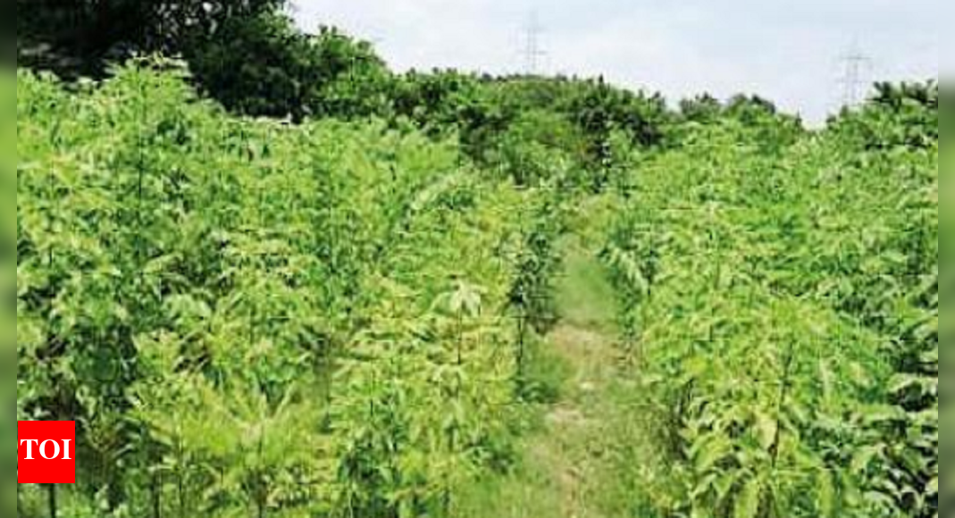 In Tamil Nadu, TOI-Hero drive to plant 55,000 saplings in Chengalpet ...