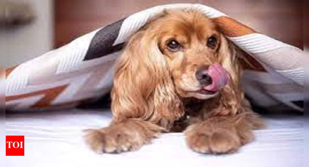 Two pet dogs locked inside house for 15 days rescued in Madurai ...