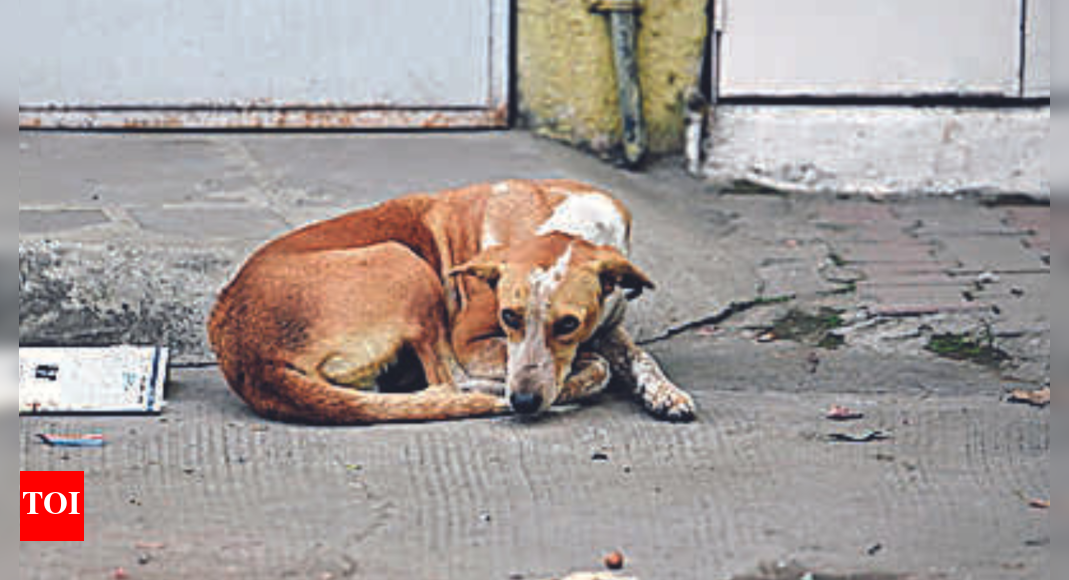 Why ridding hospitals of stray dogs requires policy push | Delhi News ...