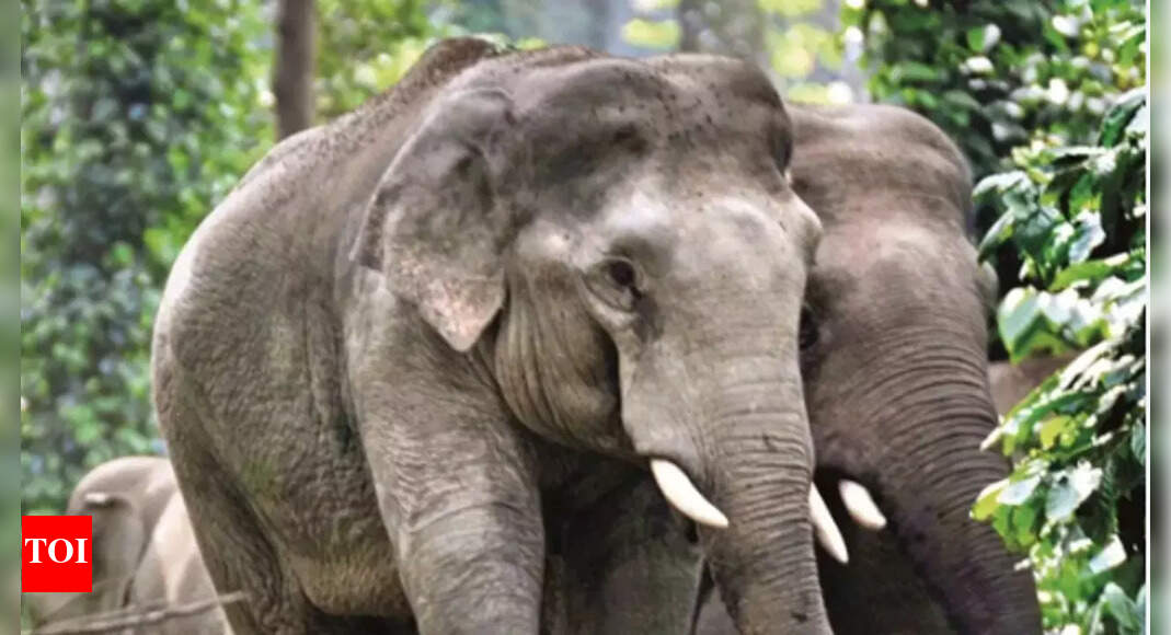 97 Assam Elephants Were Leased To Other States Since 2006: Min ...