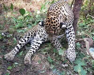 Leopard trapped in poachers’ snare, dies | Goa News - Times of India