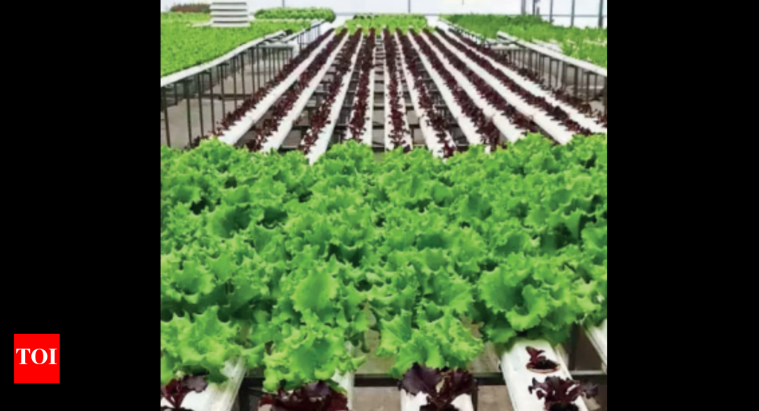 Hydroponic: Hydroponic Farm Losses Edge Out Techies From Biz ...