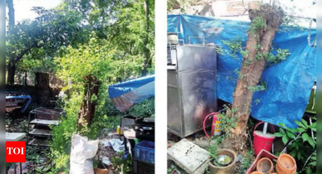 Saved by residents, tree dries up ‘mysteriously’ | Mumbai News - Times ...