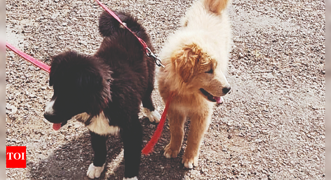 Gaddi: Hp’s ‘gaddi’ Dog To Be Registered At Nbagr | Chandigarh News ...