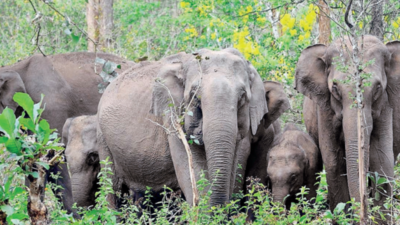 531 Elephants Electrocuted In Eight-year Period, Reveals Moef | Kochi ...