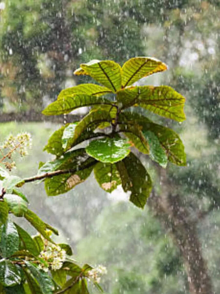 KERALA WEATHER DEC 26: YELLOW ALERT IN 3 DISTRICTS ON MONDAY; ISOLATED ...