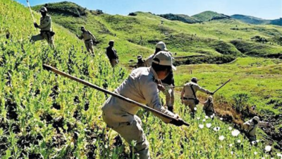 Biren: Kuki rebel outfits behind poppy cultivation: Manipur chief ...