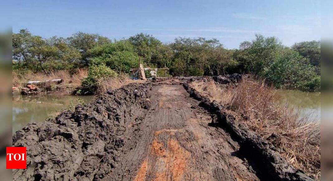 Large mangrove area cleared at Curca to relocate sluice gate | Goa News ...