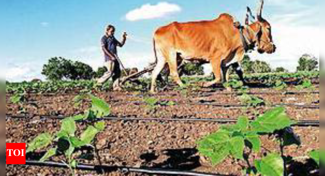 Maharashtra irrigation department begins water release for winter crops ...