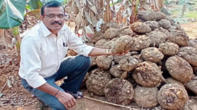Bicholim businessman's pineapple venture reaps dividends, earns him ...