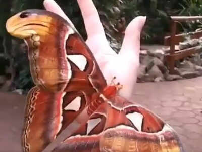Video of atlas moth goes viral; know what it is here - Times of India