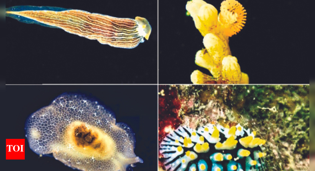 First detailed study identifies 15 sea slug species off Goa, one for ...