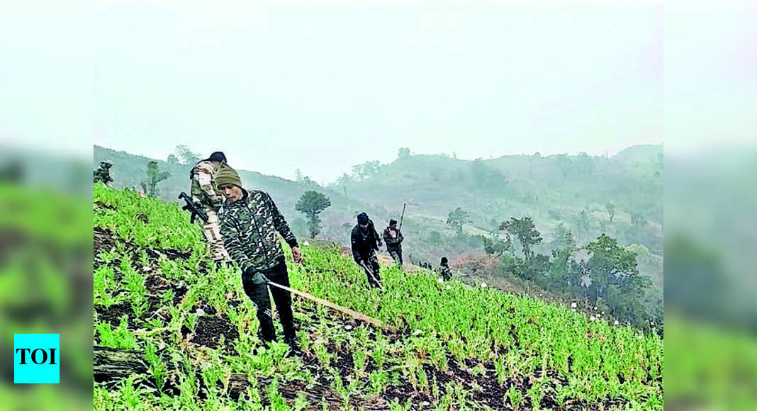 After Biren’s Warning, Kangpokpi Villagers Destroy Poppy Plantations ...